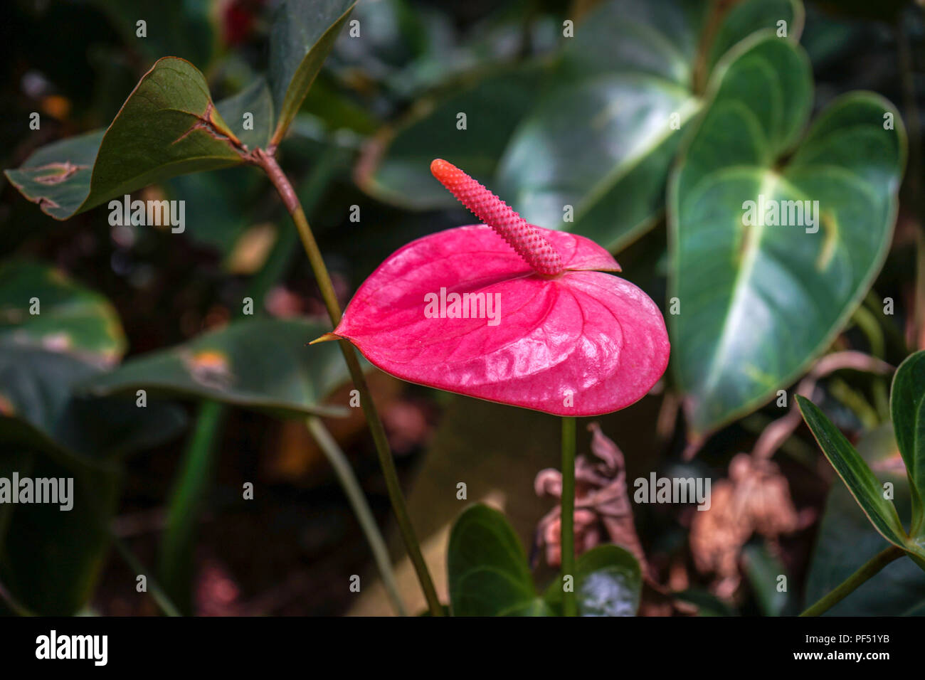 tropical anthurium flower blooming in the garden with dark green ...