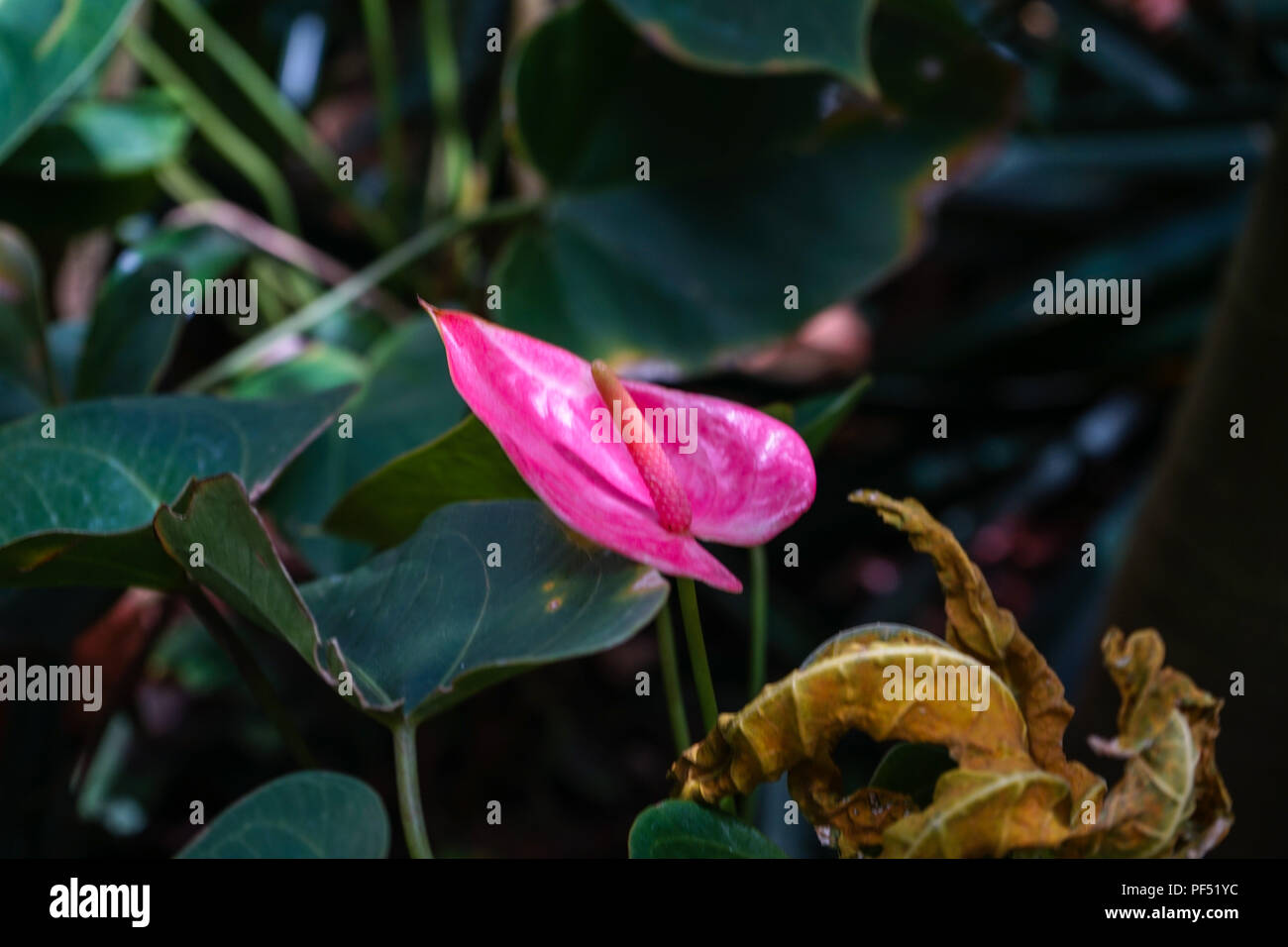 tropical anthurium flower blooming in the garden with dark green ...