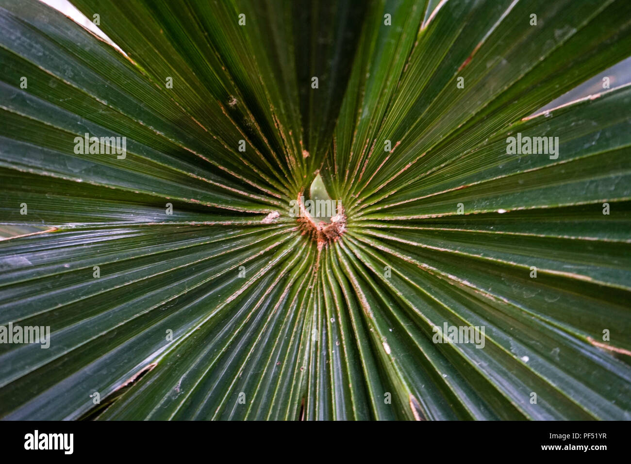 green leaf of palm tree pointing in all directions Stock Photo - Alamy