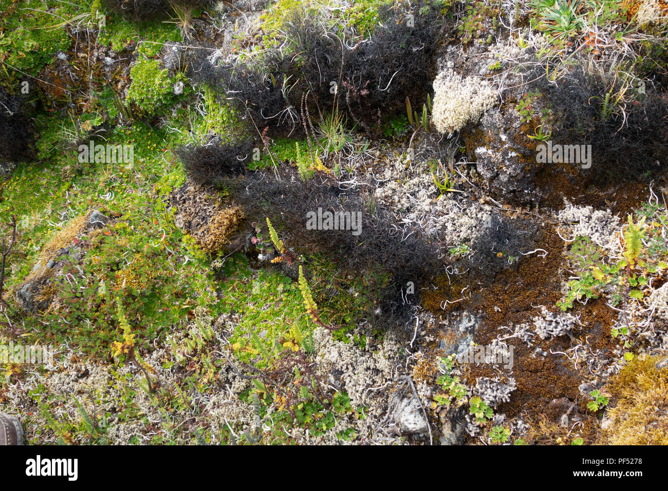 varied plant vegetation, or Paramo, growing in El Cajas National Park ...