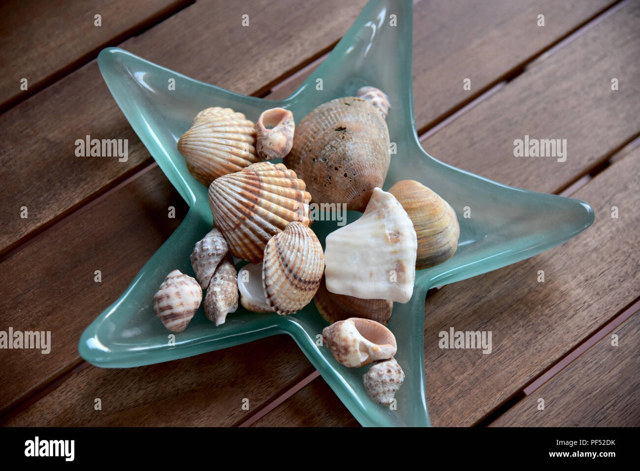 Star seashell hi-res stock photography and images - Alamy