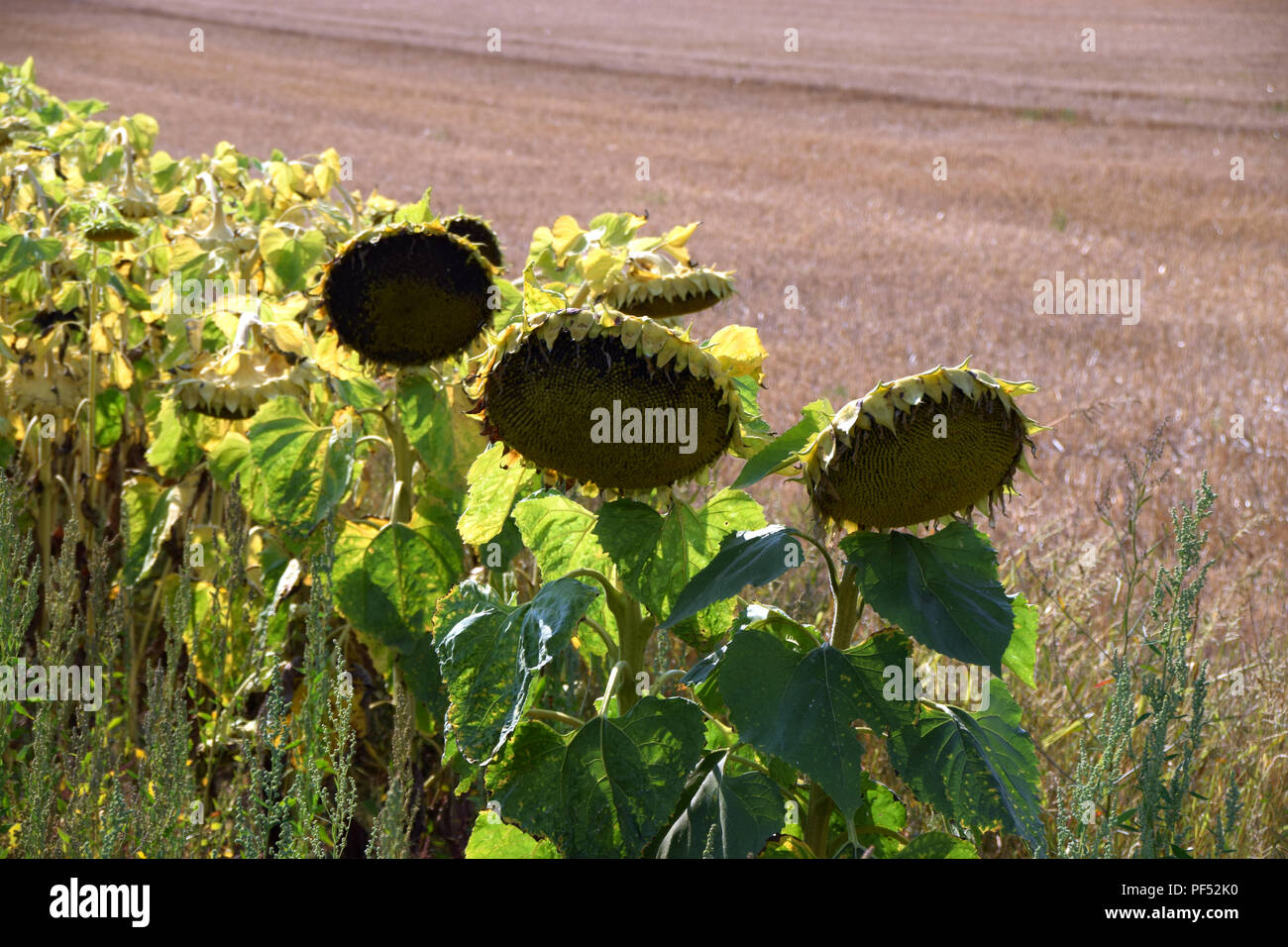 big ripe sunflowers in front of a stubble field in summer, ripe ...
