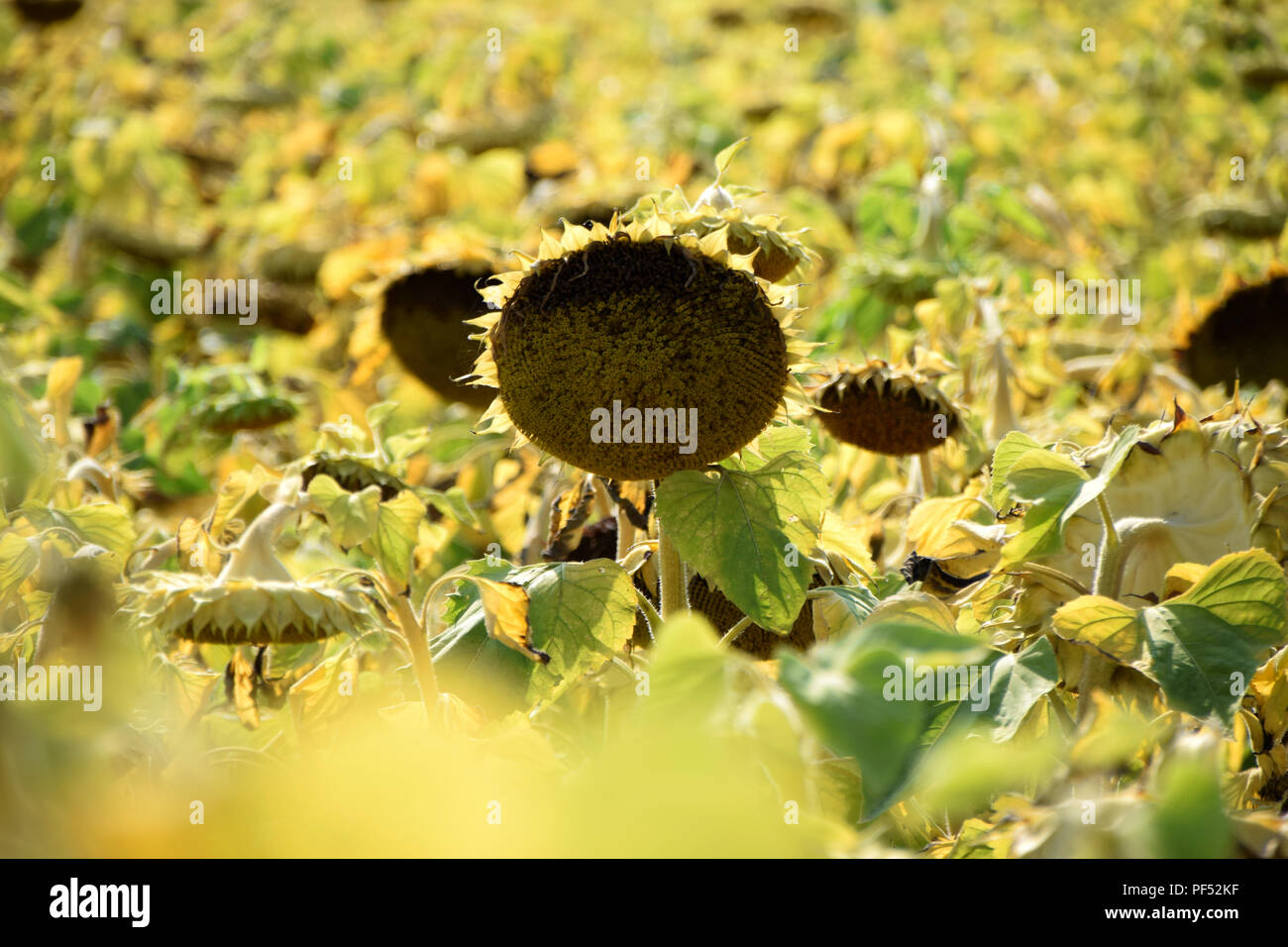 big ripe sunflower sticks out of a sunflower field, ripe helianthus ...