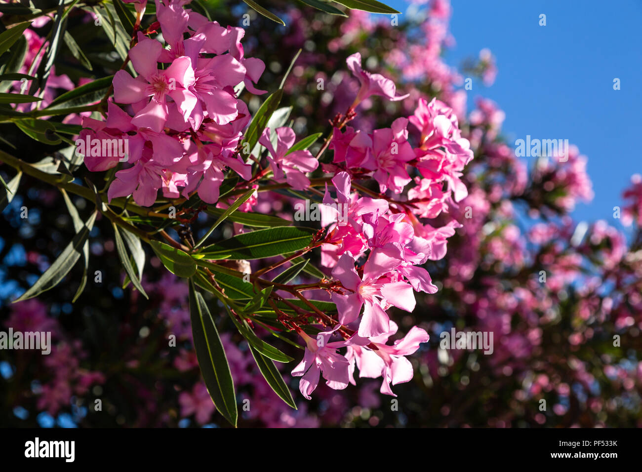Oleander tree hi-res stock photography and images - Alamy