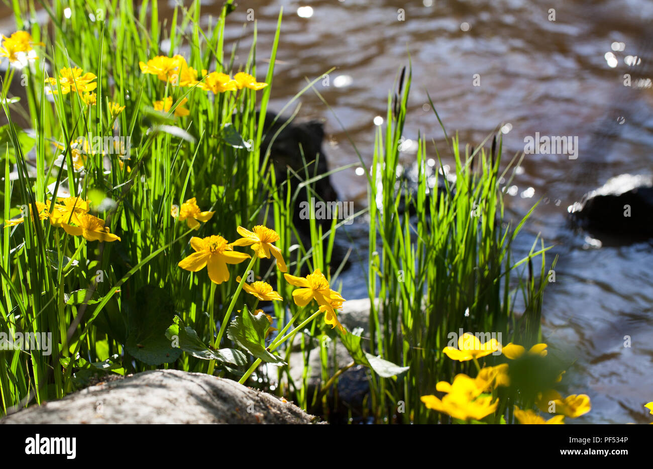 Marsh marigold flowers hi-res stock photography and images - Alamy