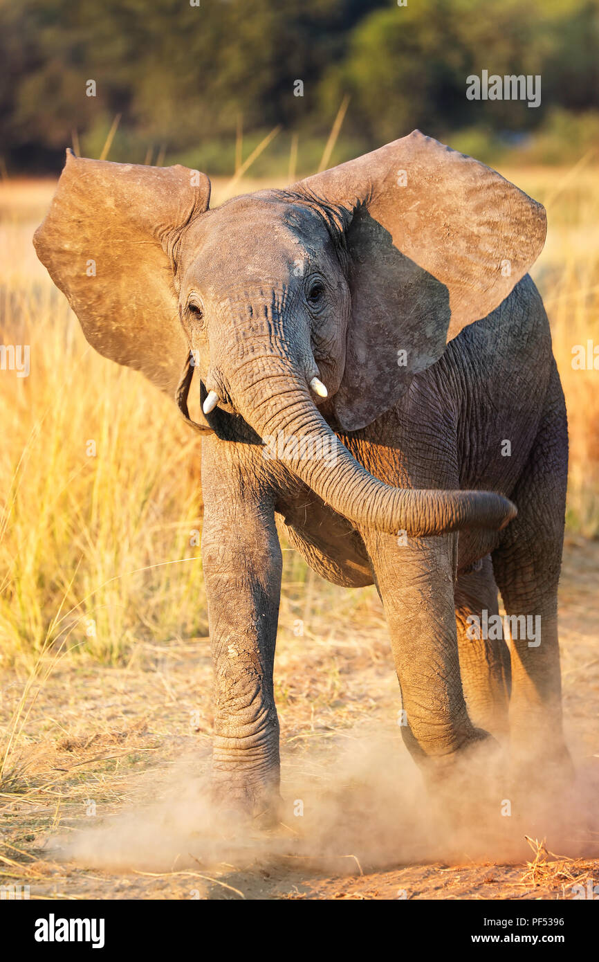 Angry elephant hi-res stock photography and images - Alamy
