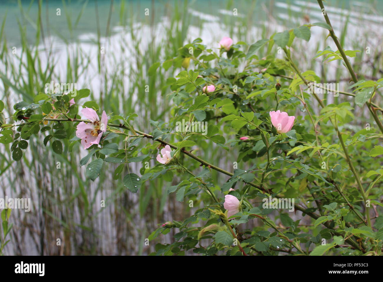 Lake backround hi-res stock photography and images - Alamy