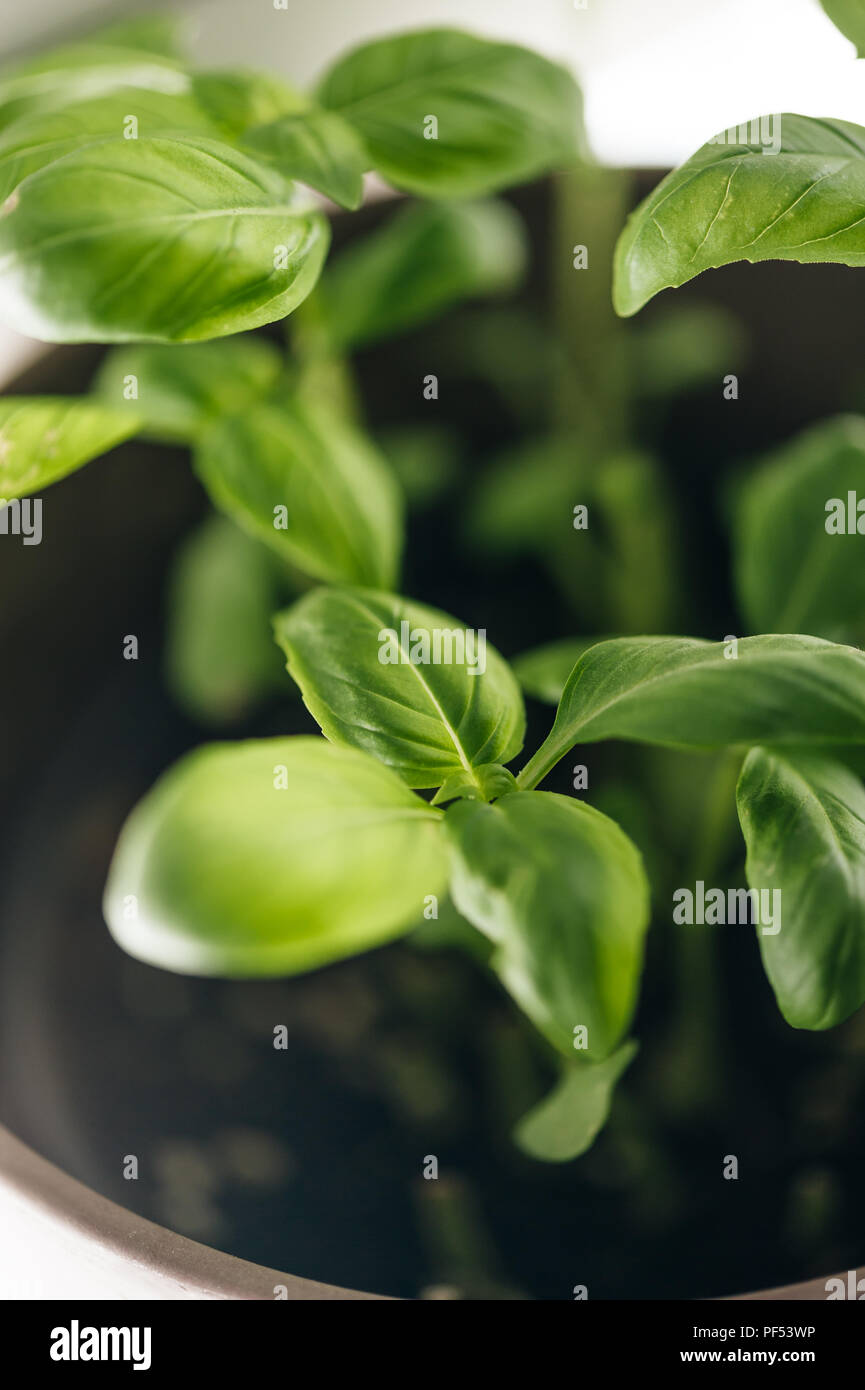 Sweet basil in a pot Stock Photo - Alamy