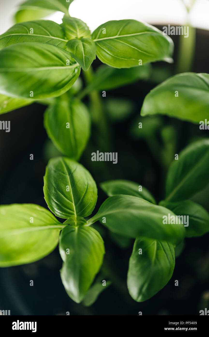 Basil sweet genovese close hi-res stock photography and images - Alamy