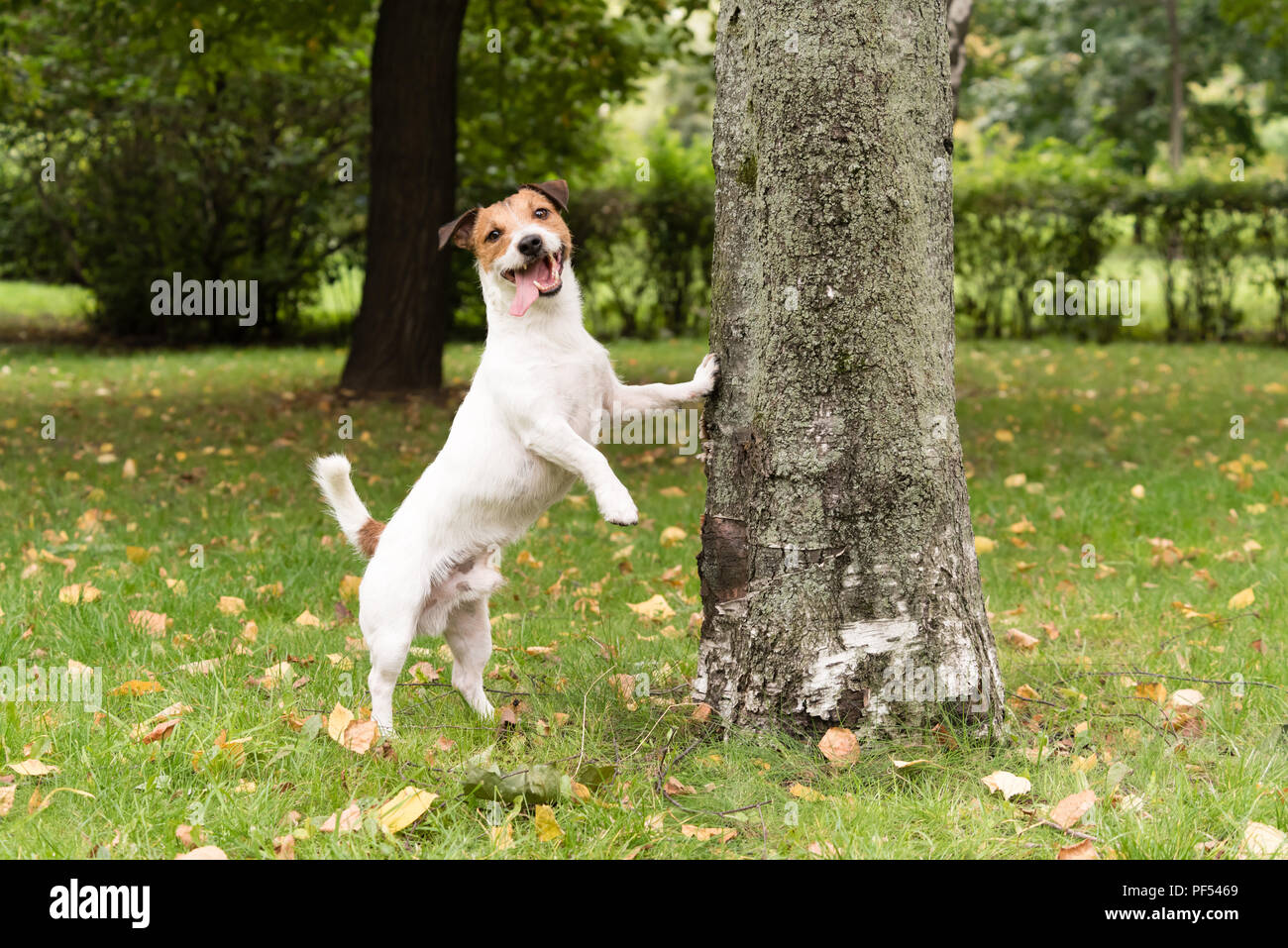 Funny walk hi-res stock photography and images - Alamy