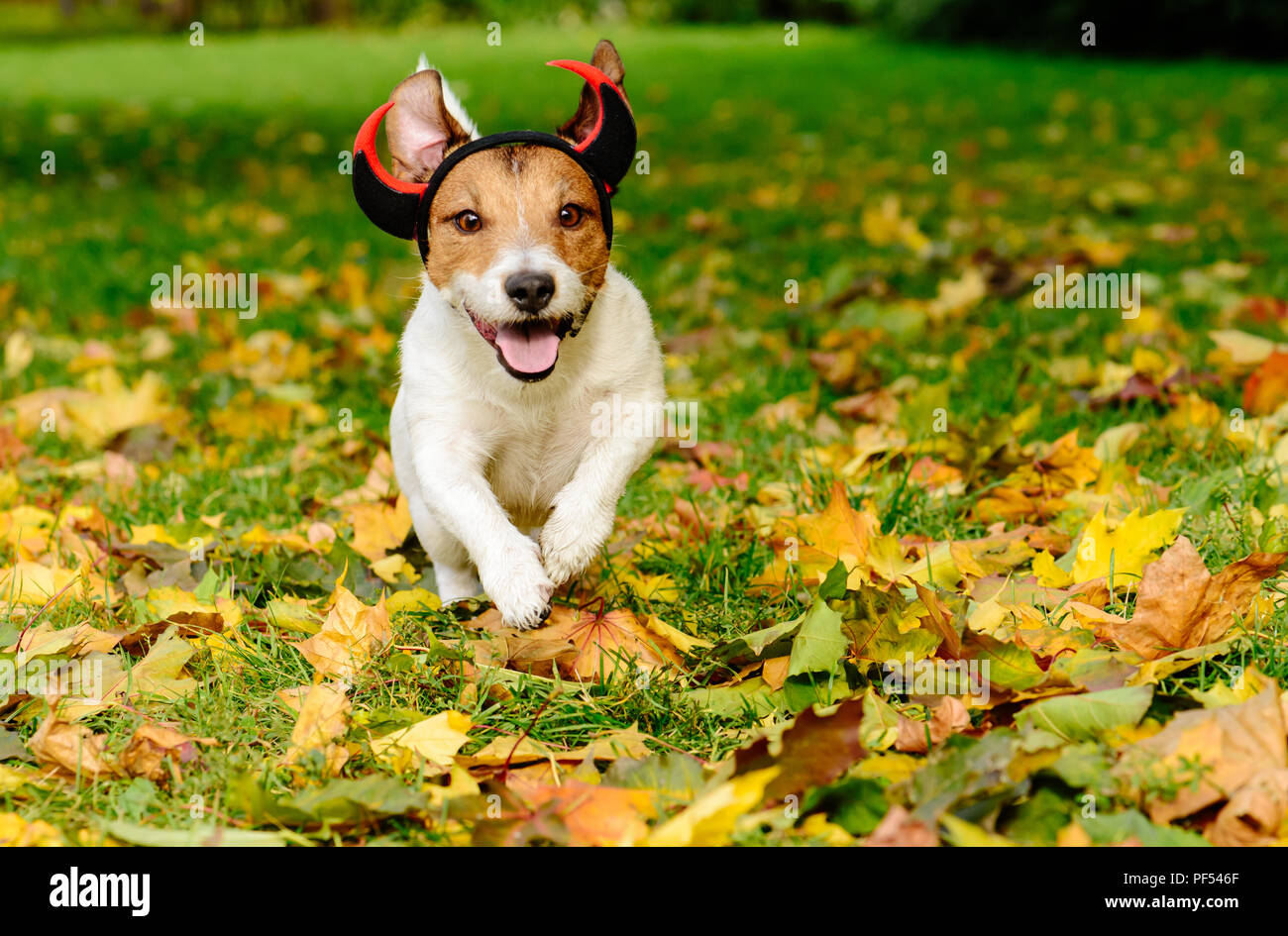 Dog halloween costume hi-res stock photography and images - Alamy