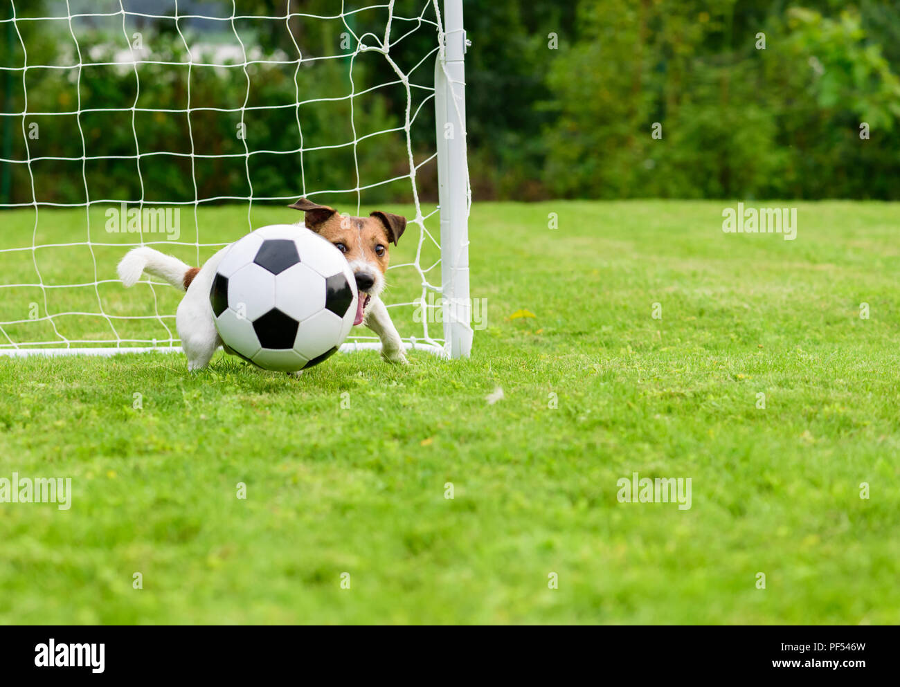 Dog as keeper catching football (soccer) ball in low corner of goal ...