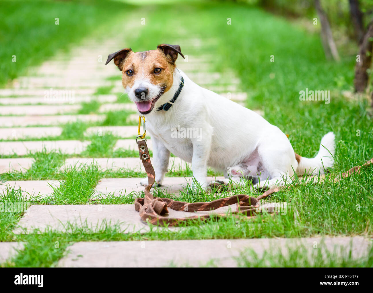 Dog training accessory concept with dog tethered with long line leash ...
