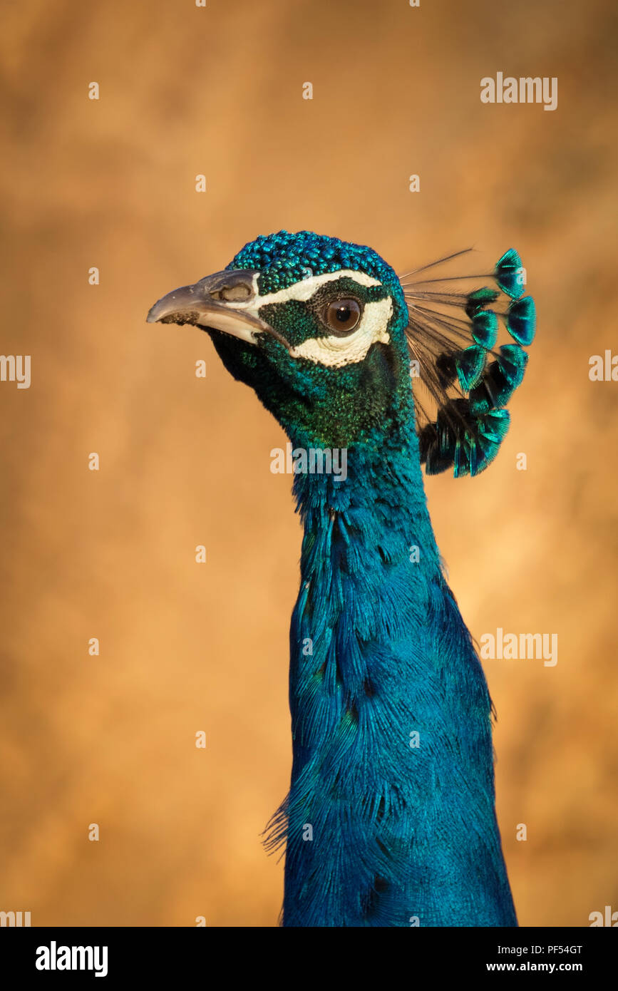 Beautiful Peacock Portrait Stock Photo - Alamy