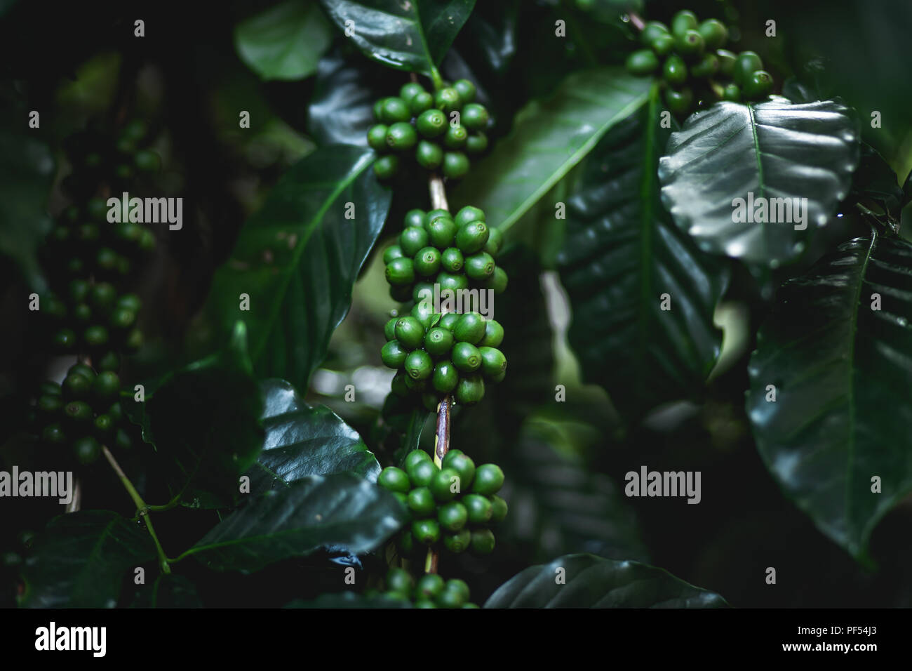 Wild coffee Arabica Dark green coffee In nature Stock Photo - Alamy