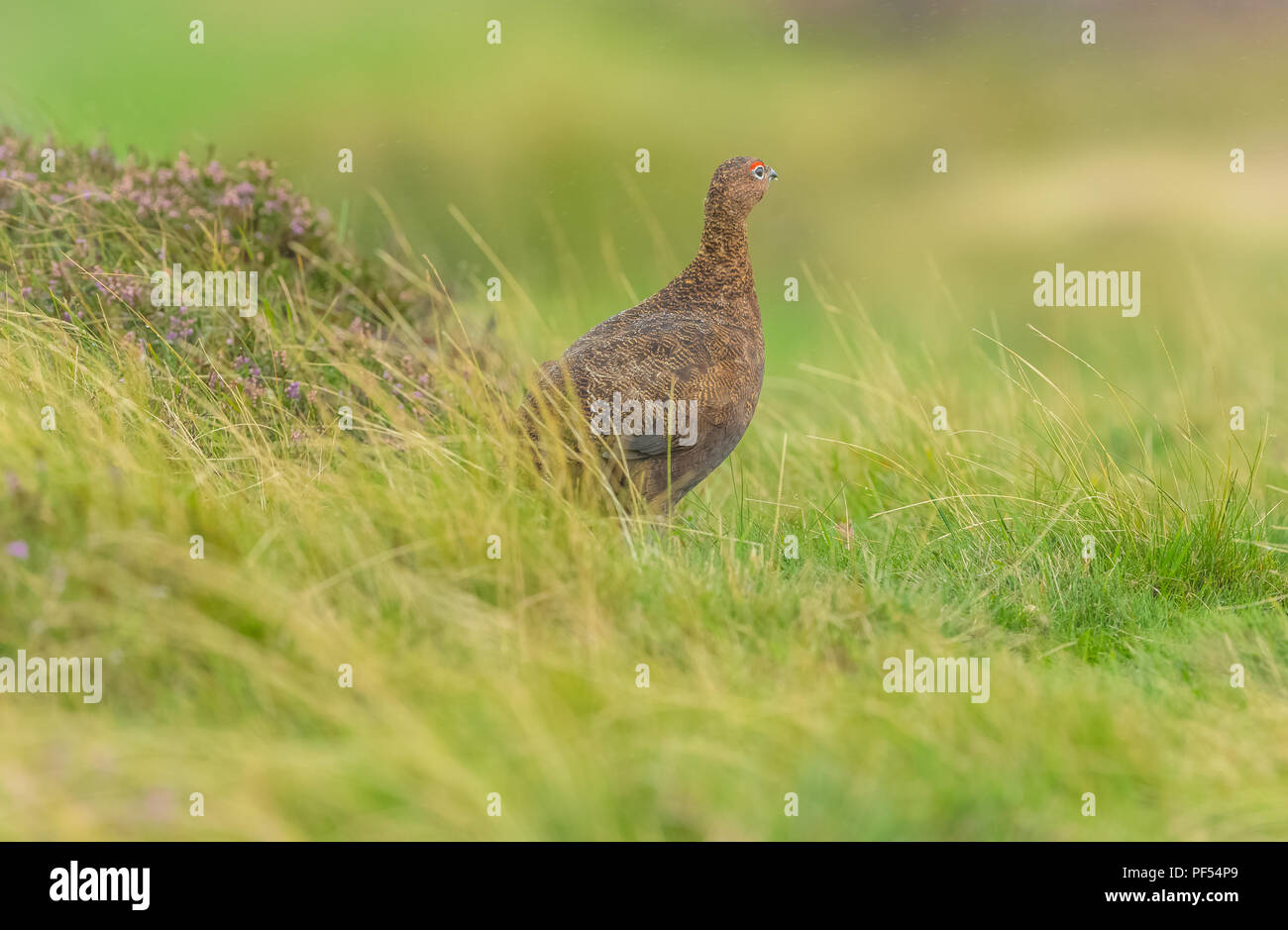 Scotland grouse moor hi-res stock photography and images - Alamy