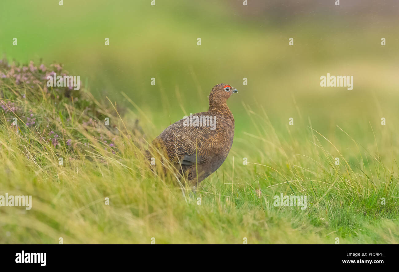 Heather moors scotland hi-res stock photography and images - Alamy