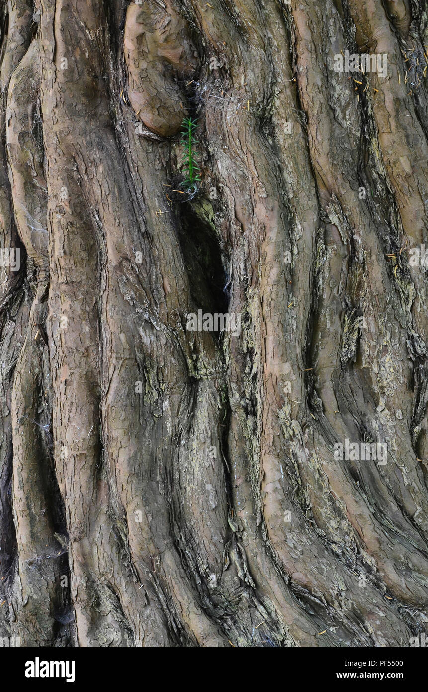 Mature yew tree hi-res stock photography and images - Alamy