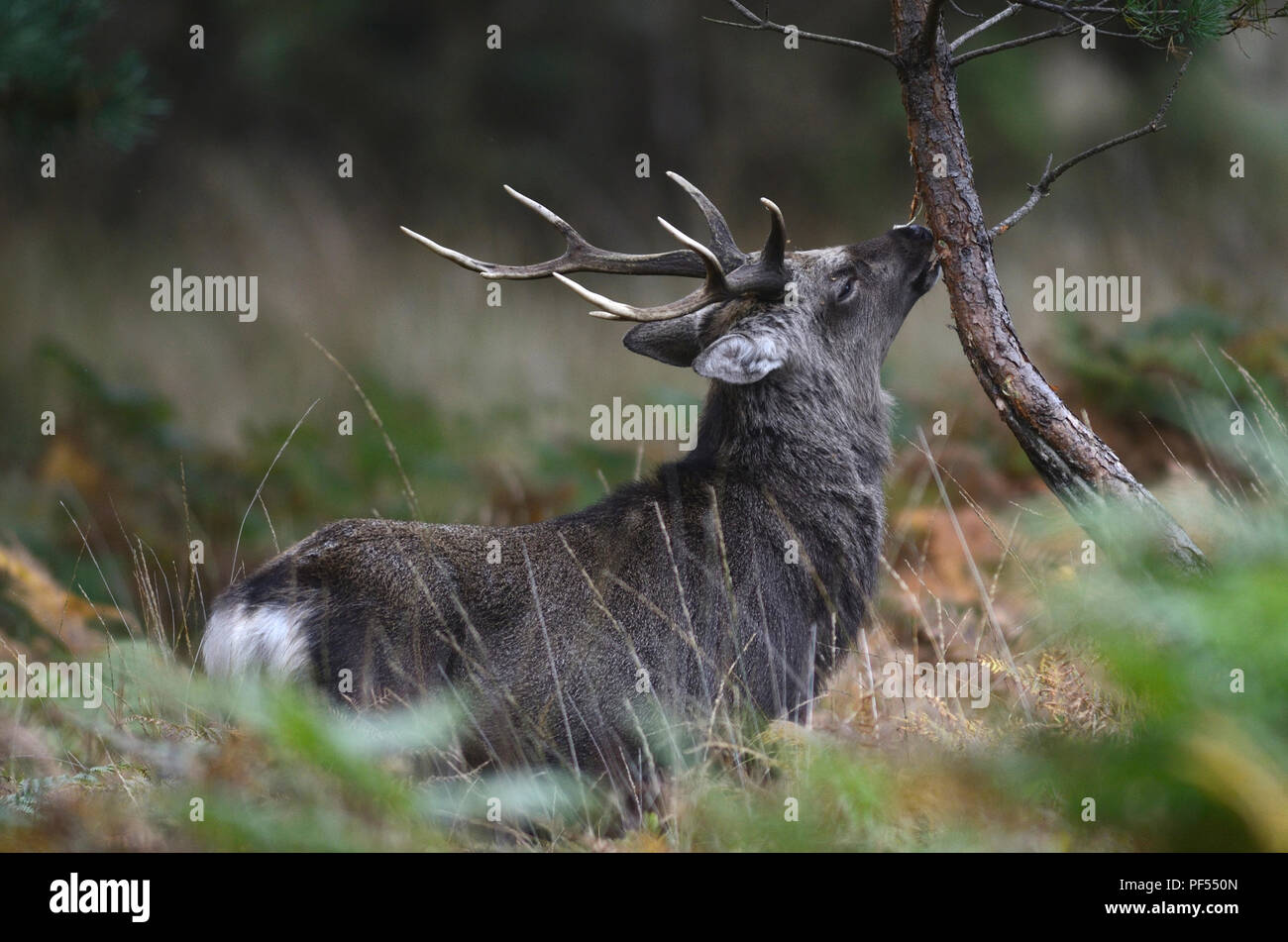 Flailing hi-res stock photography and images - Alamy