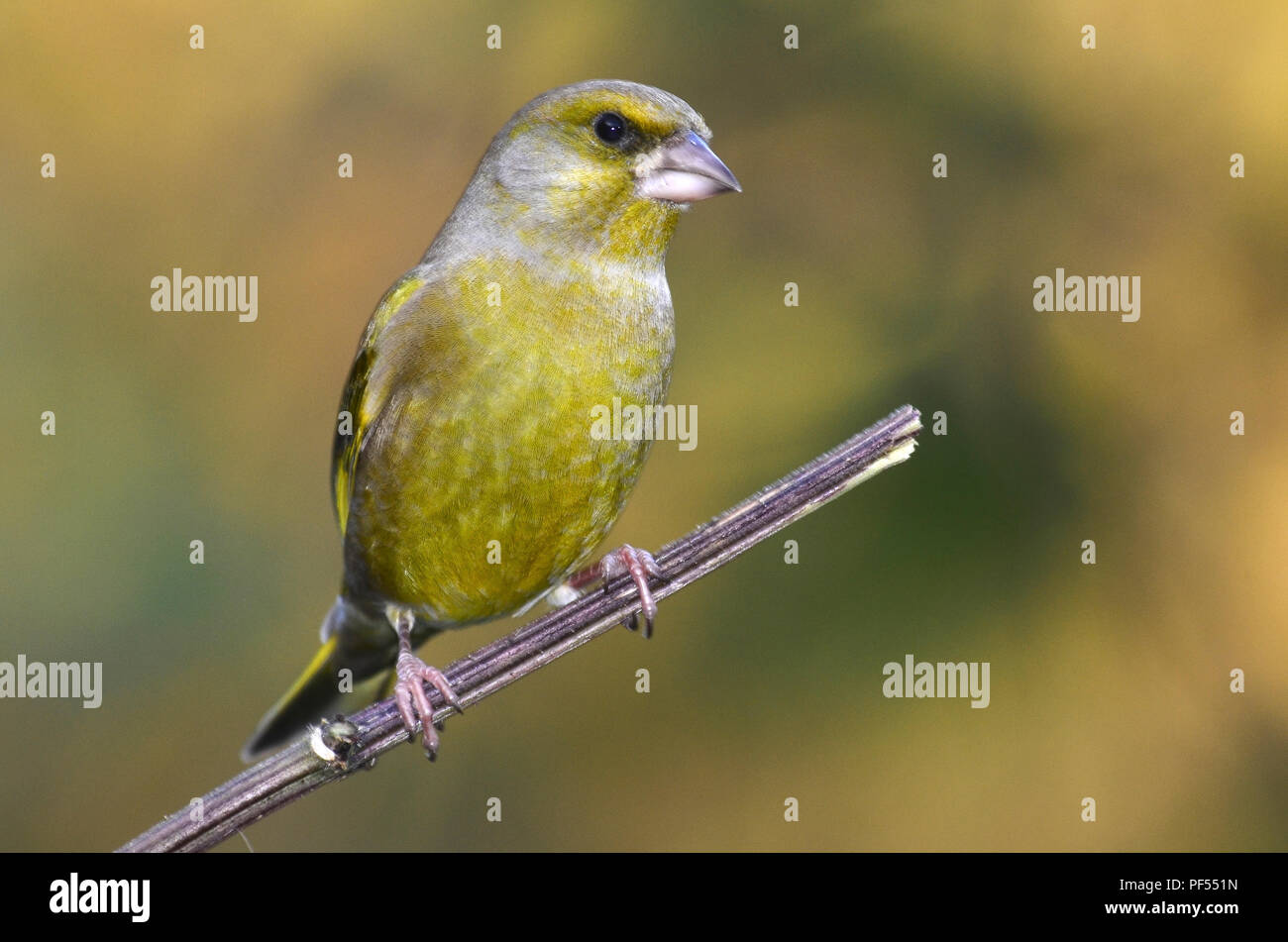 Greenfinches hi-res stock photography and images - Alamy