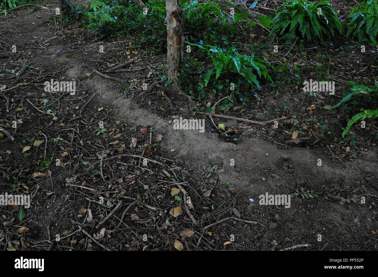 Badger track hi-res stock photography and images - Alamy