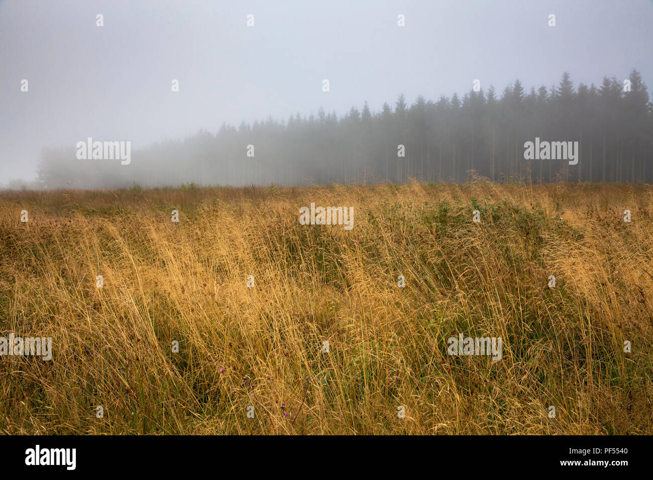 on the plateau of the high-moor High Fens in the east of Belgium. auf ...