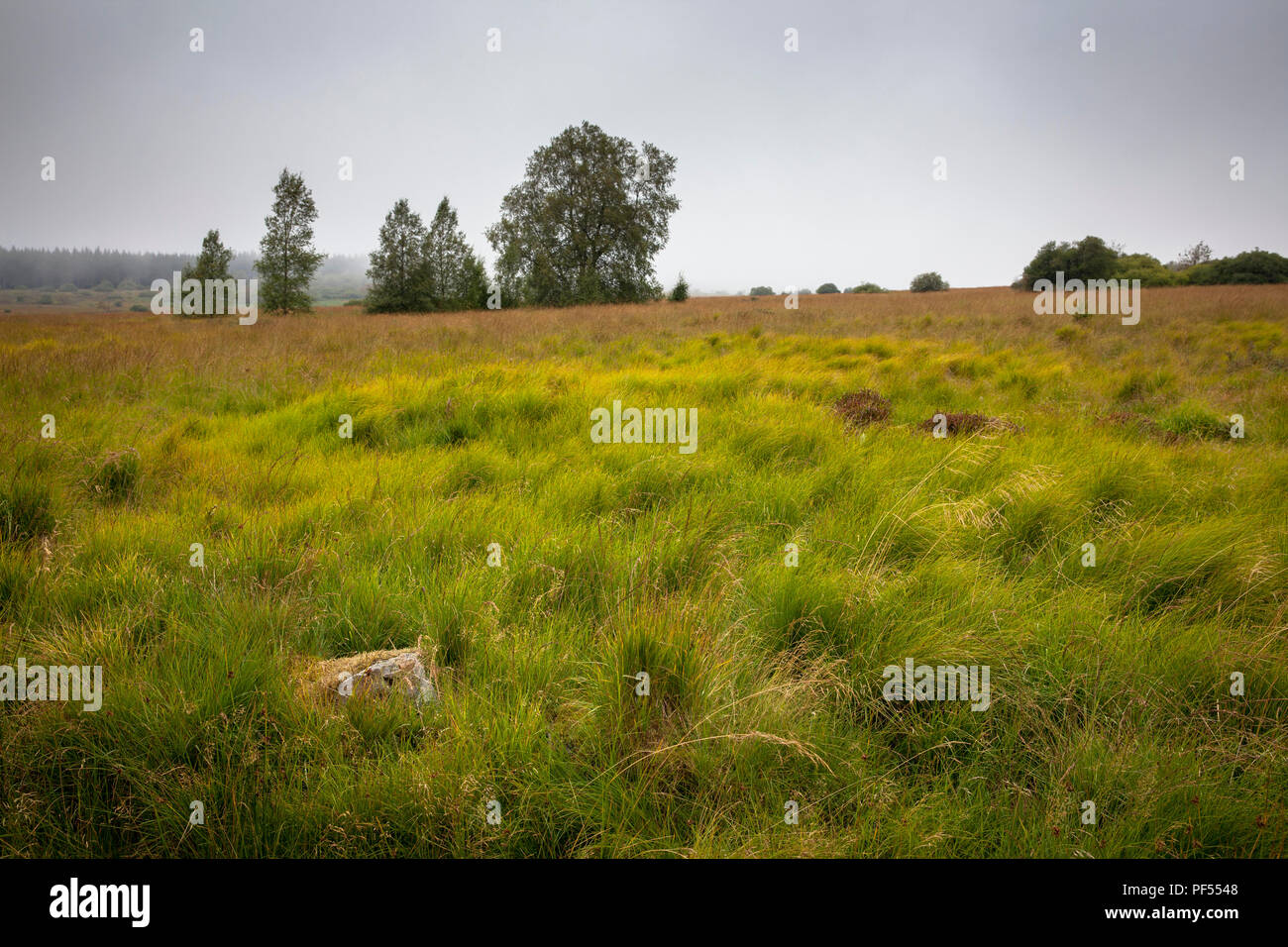 on the plateau of the high-moor High Fens in the east of Belgium. auf ...