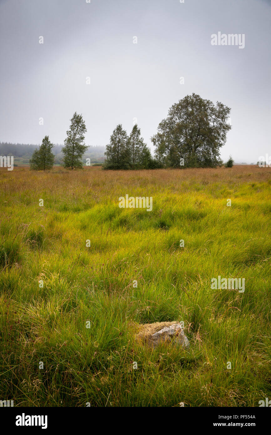 on the plateau of the high-moor High Fens in the east of Belgium. auf ...