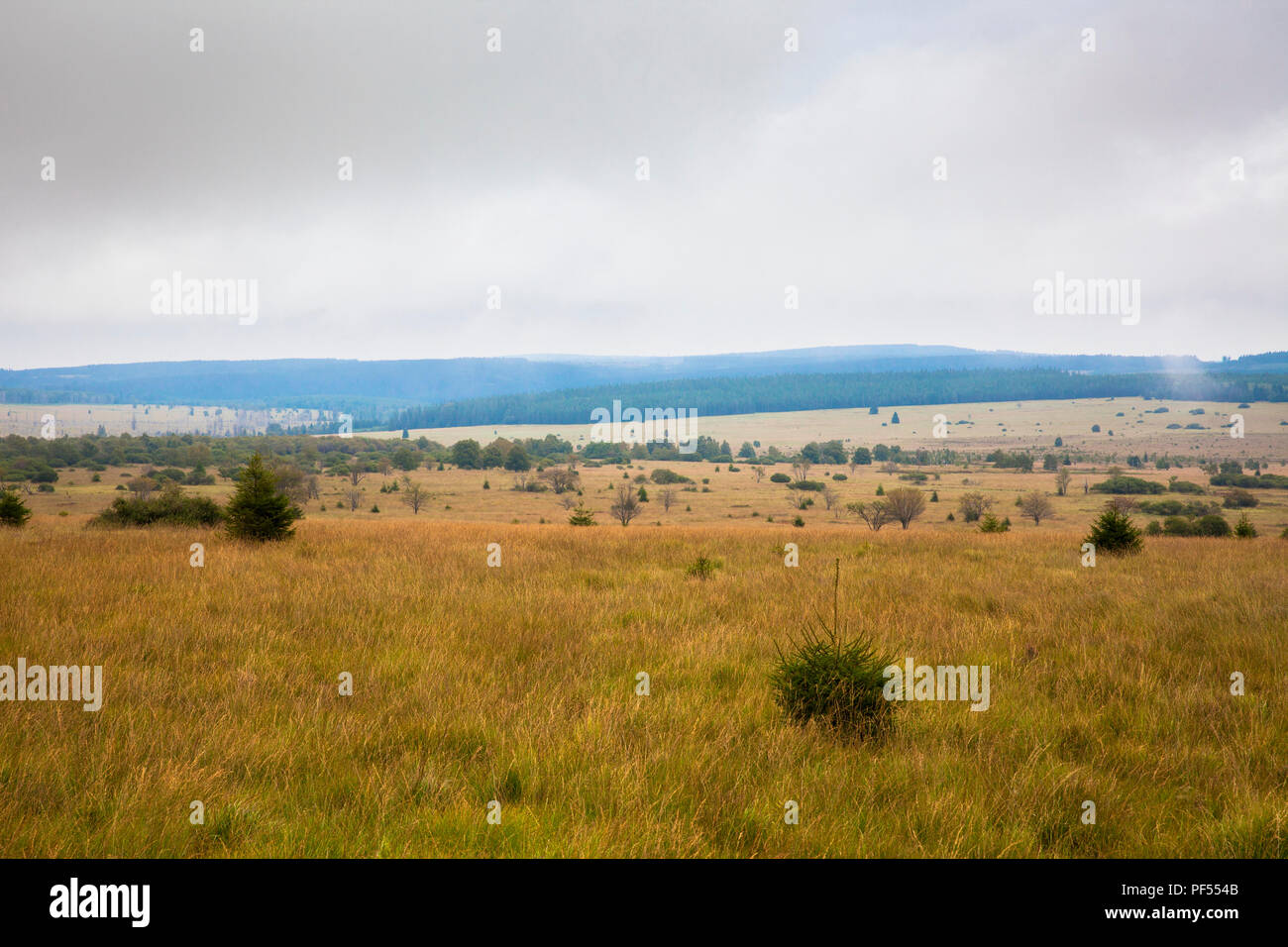 on the plateau of the high-moor High Fens in the east of Belgium. auf ...