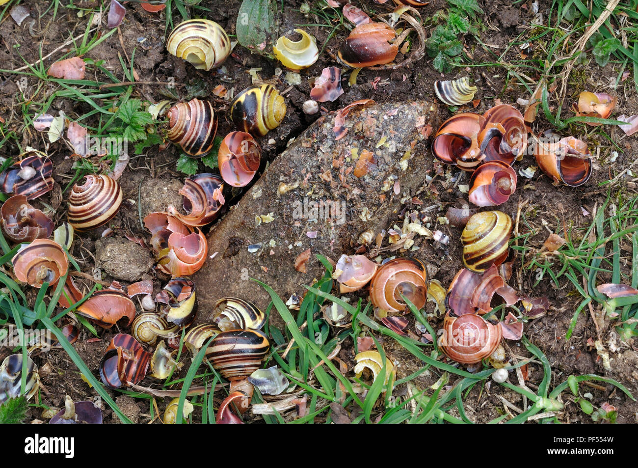 Anvil With Snail Shells High Resolution Stock Photography and Images ...