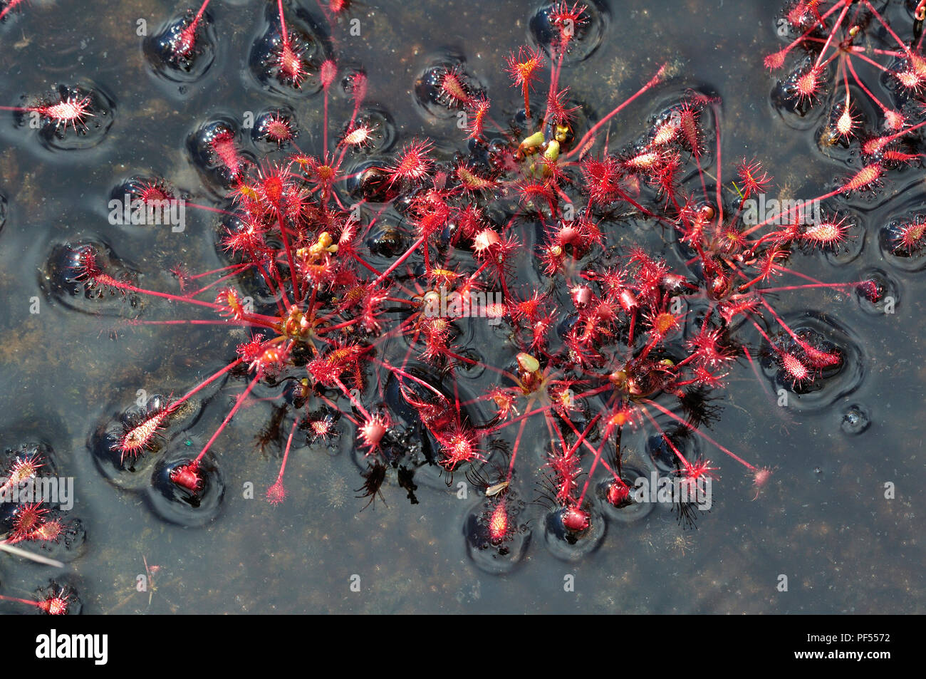 oblong-leaved sundew plants in acidic heathland bog Stock Photo - Alamy