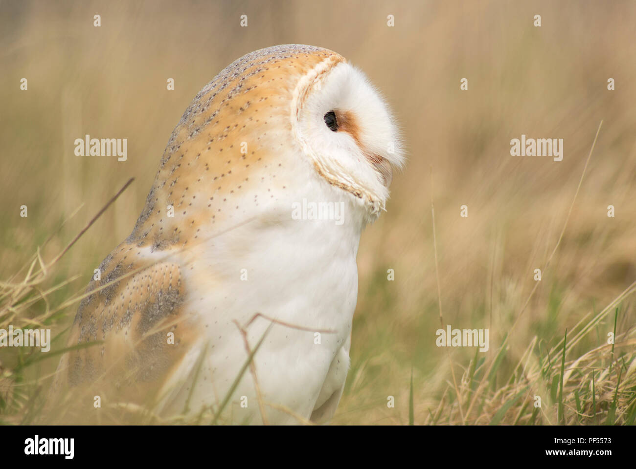Barn Owl (Tyto alba Stock Photo - Alamy