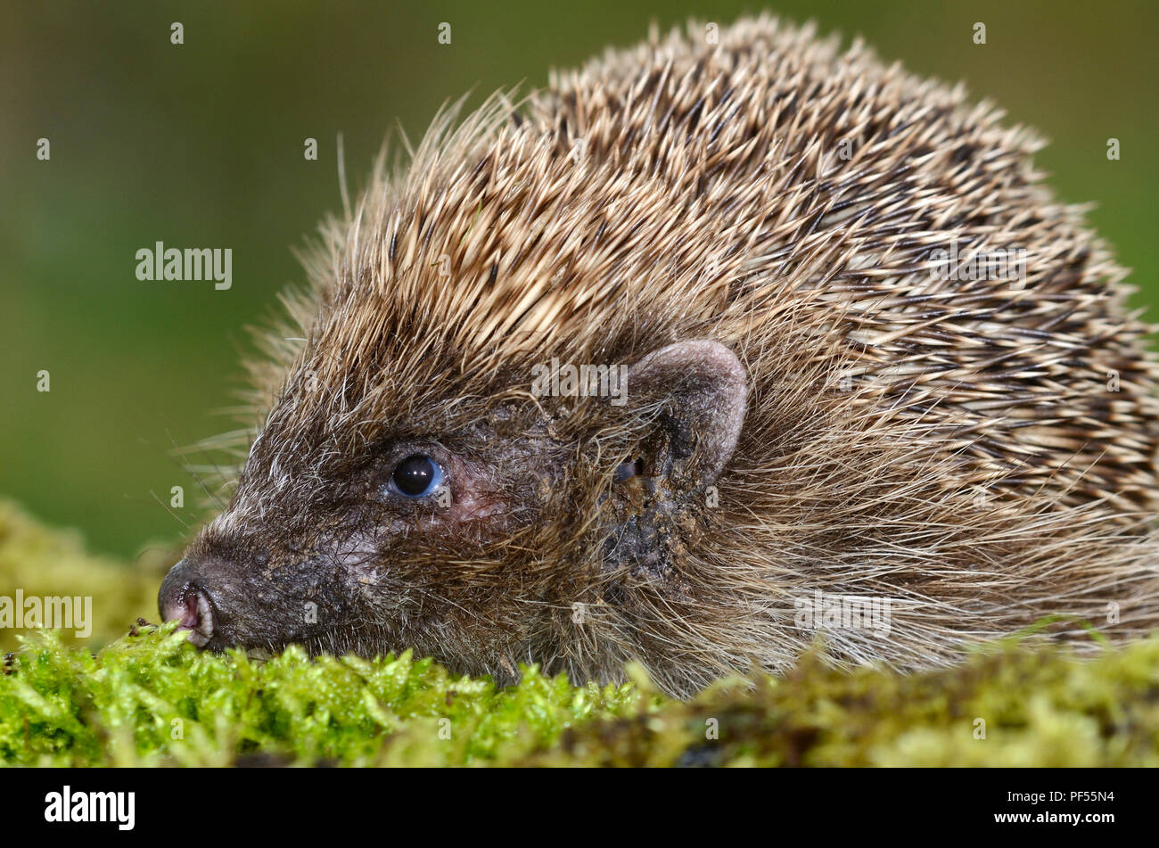 Native hedgehogs hi-res stock photography and images - Alamy