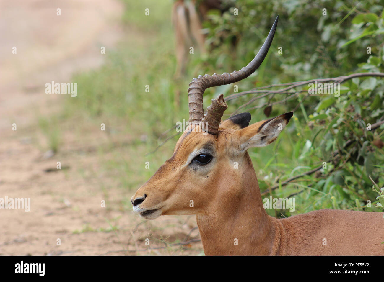 Impala horn hi-res stock photography and images - Alamy