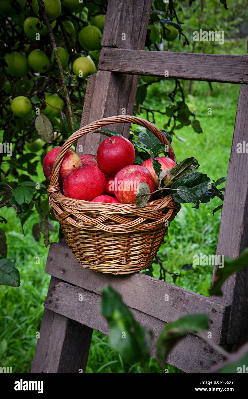 Apple basket hi-res stock photography and images - Alamy