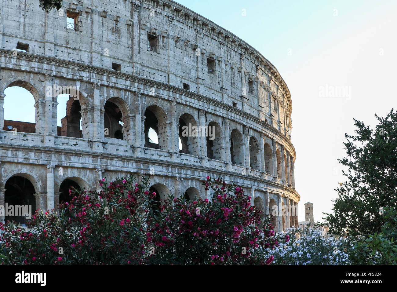 The Flavian amphitheatre, ancient Colosseum, with flowers, Rome, Italy ...
