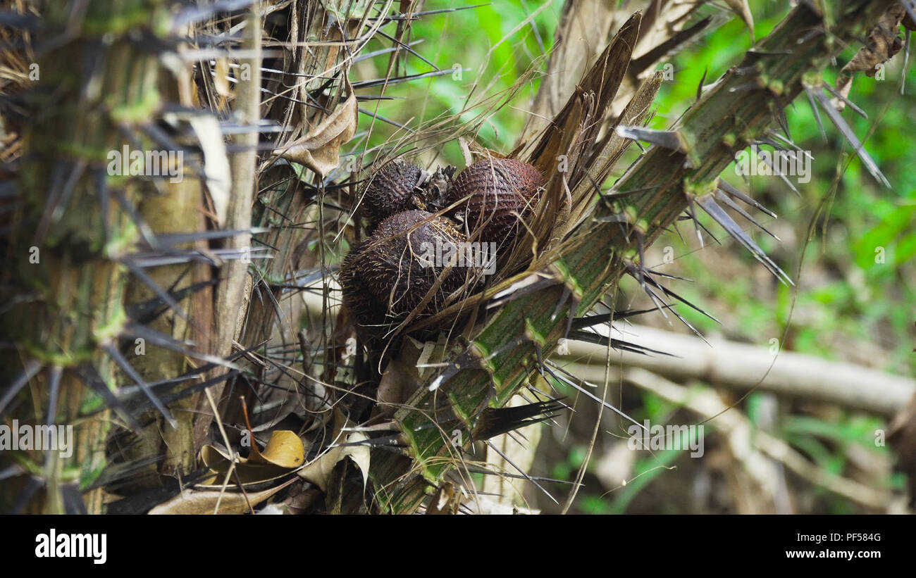 Salak plantation hi-res stock photography and images - Alamy