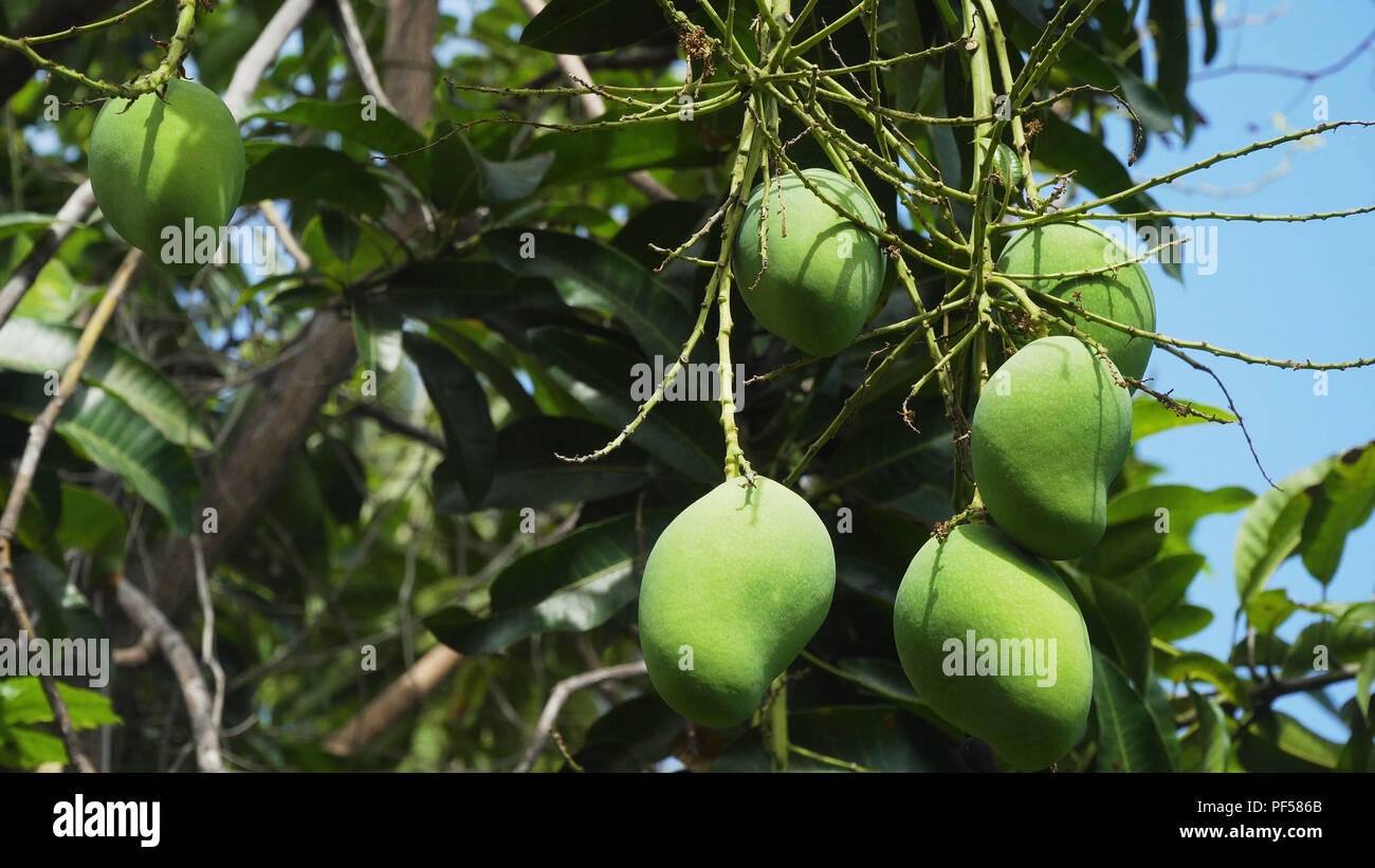 Mango tree with fruits. Bunch of green mango on tree. Bunch of green ...