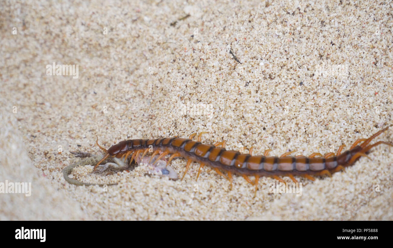 Giant Centipede Eating Mouse