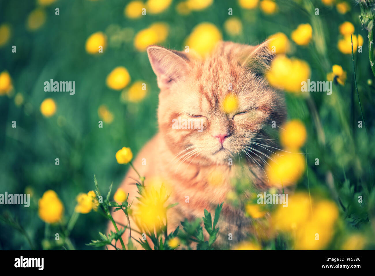 Tabby cat enjoying sun hi-res stock photography and images - Alamy