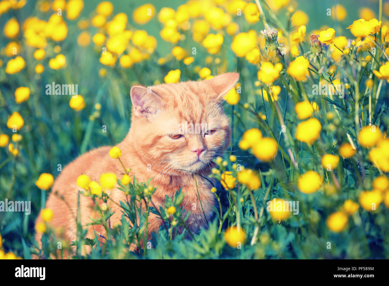 Tabby cat enjoying sun hi-res stock photography and images - Alamy