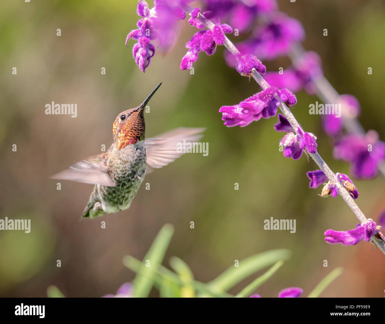 Purple Hummingbirds And Flowers