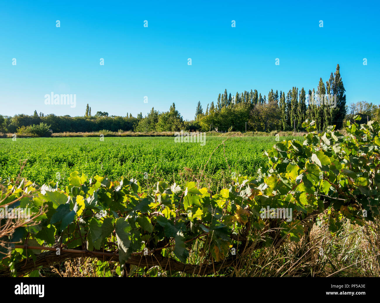 Field in Chubut Valley, Gaiman, The Welsh Settlement, Chubut Province ...