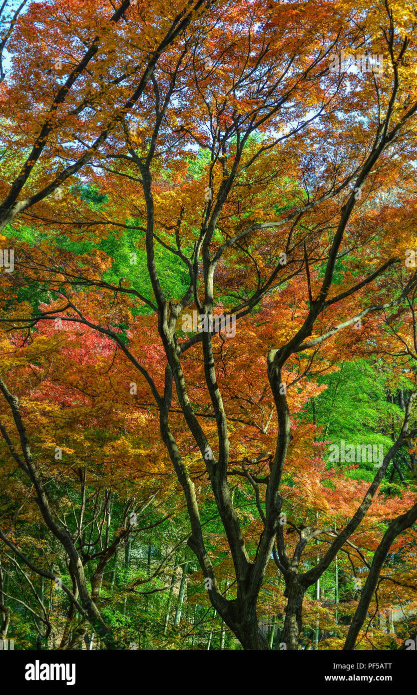 Maple trees with colorful leaves at autumn garden in Tokyo, Japan Stock ...