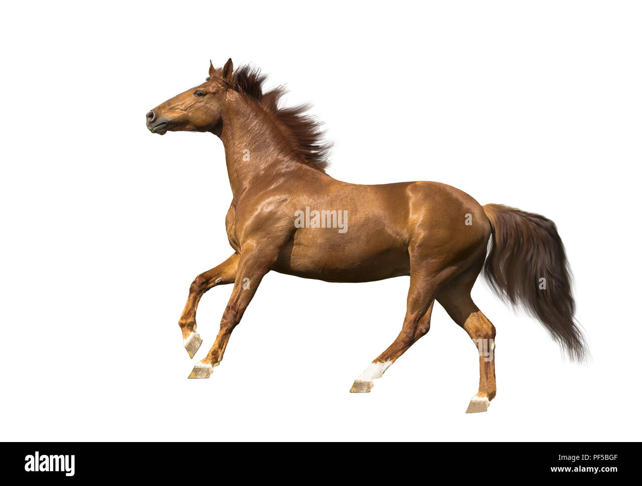 isolate of the red horse Stock Photo - Alamy