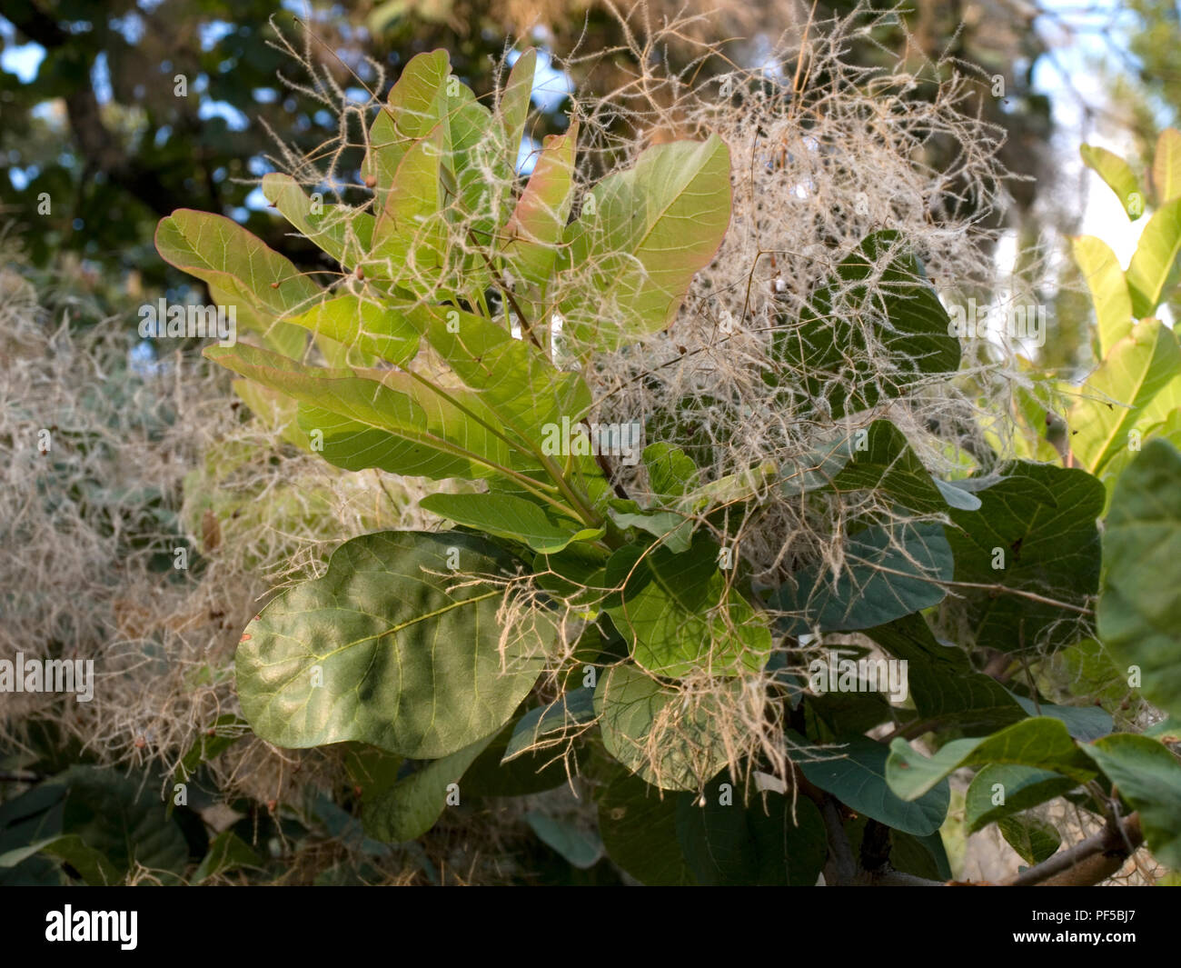 Cloud like bush hi-res stock photography and images - Alamy
