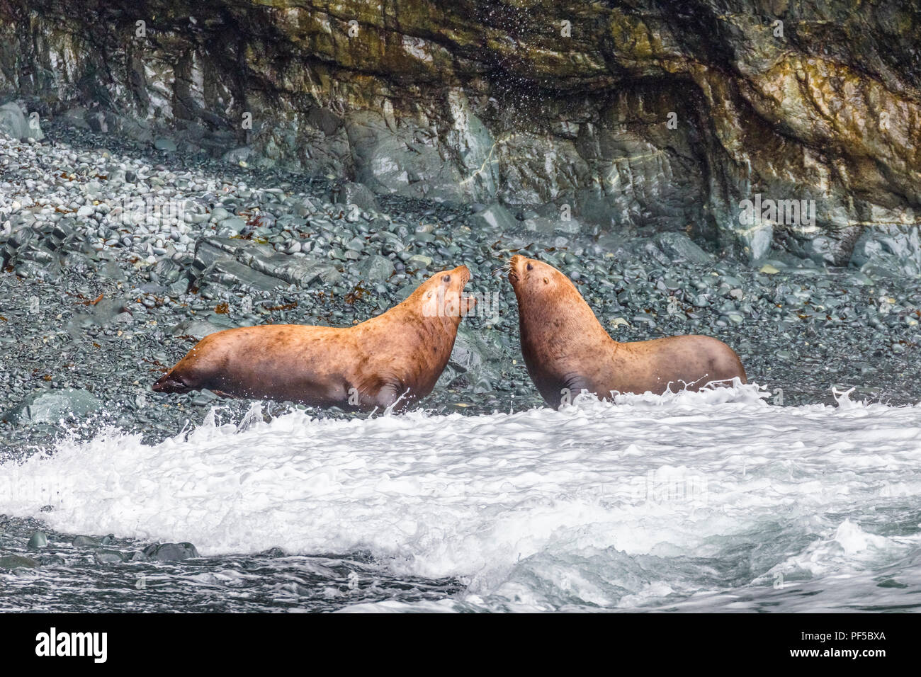 Alaska seals hi-res stock photography and images - Alamy