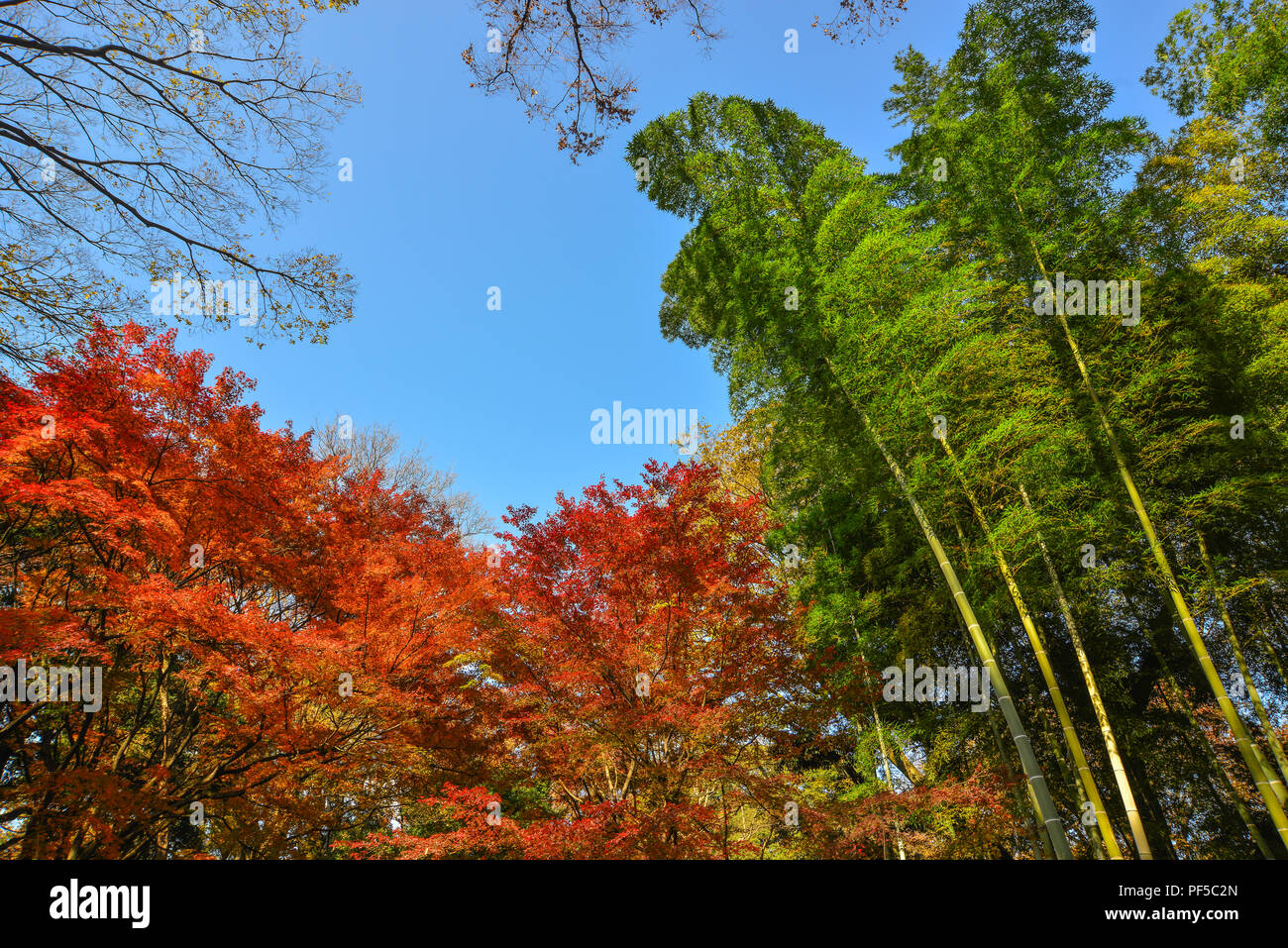 Maple trees with colorful leaves at autumn garden in Tokyo, Japan Stock ...