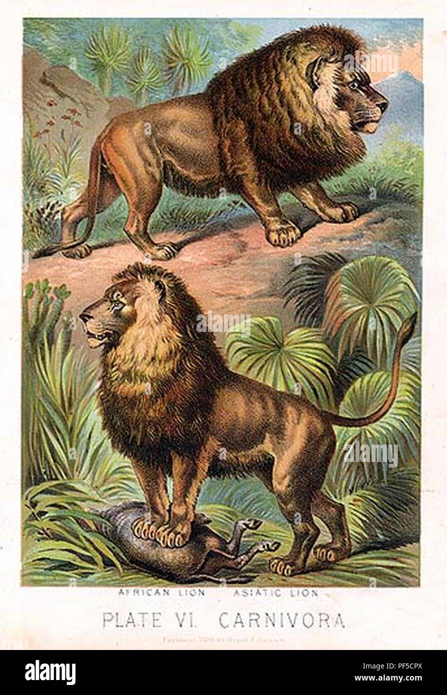 Asiatic african lions Stock Photo - Alamy