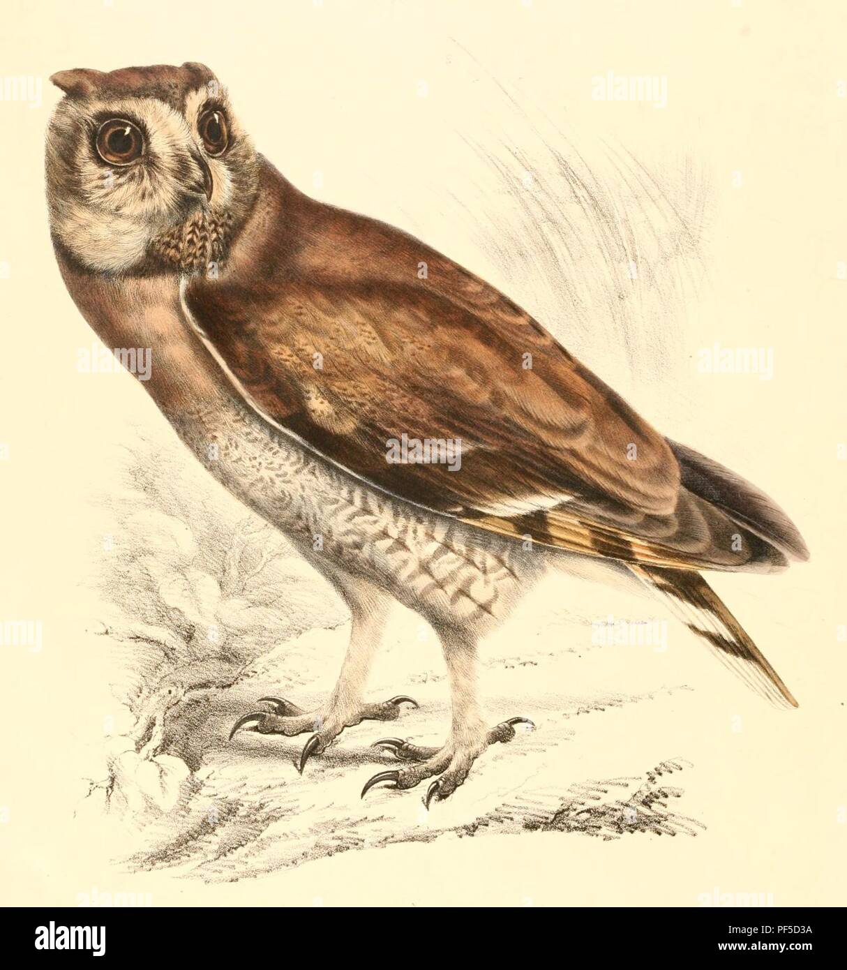 Asio capensis hi-res stock photography and images - Alamy